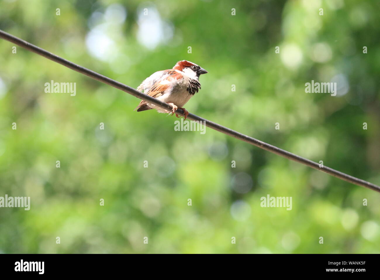 Kakatua bird hi-res stock photography and images - Alamy