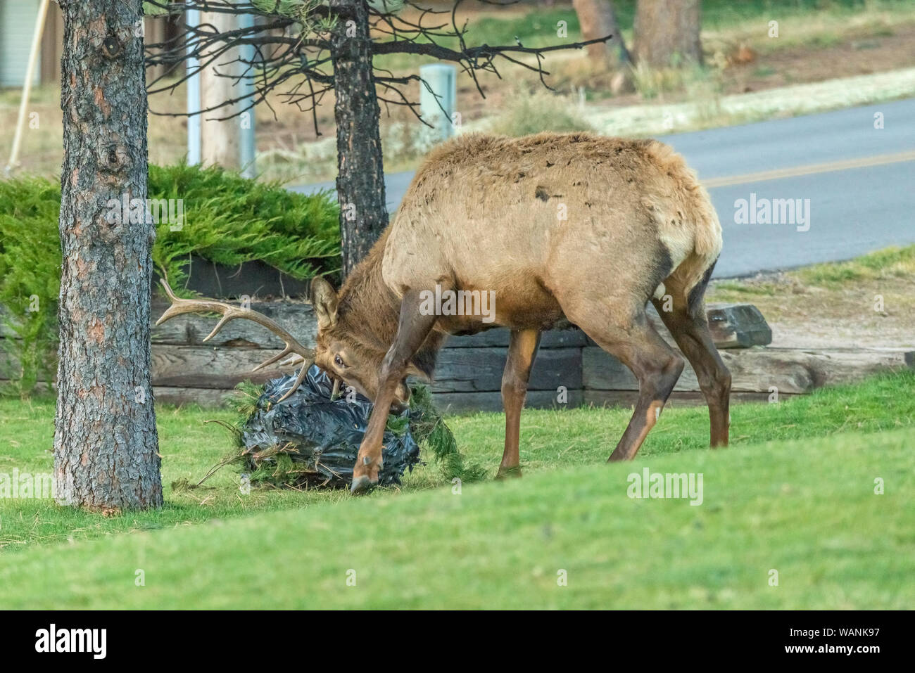 A young bull elk (Cervus elaphus) fights with a bag of tree clippings ...