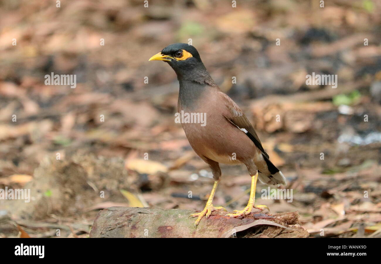 Kakatua bird hi-res stock photography and images - Alamy