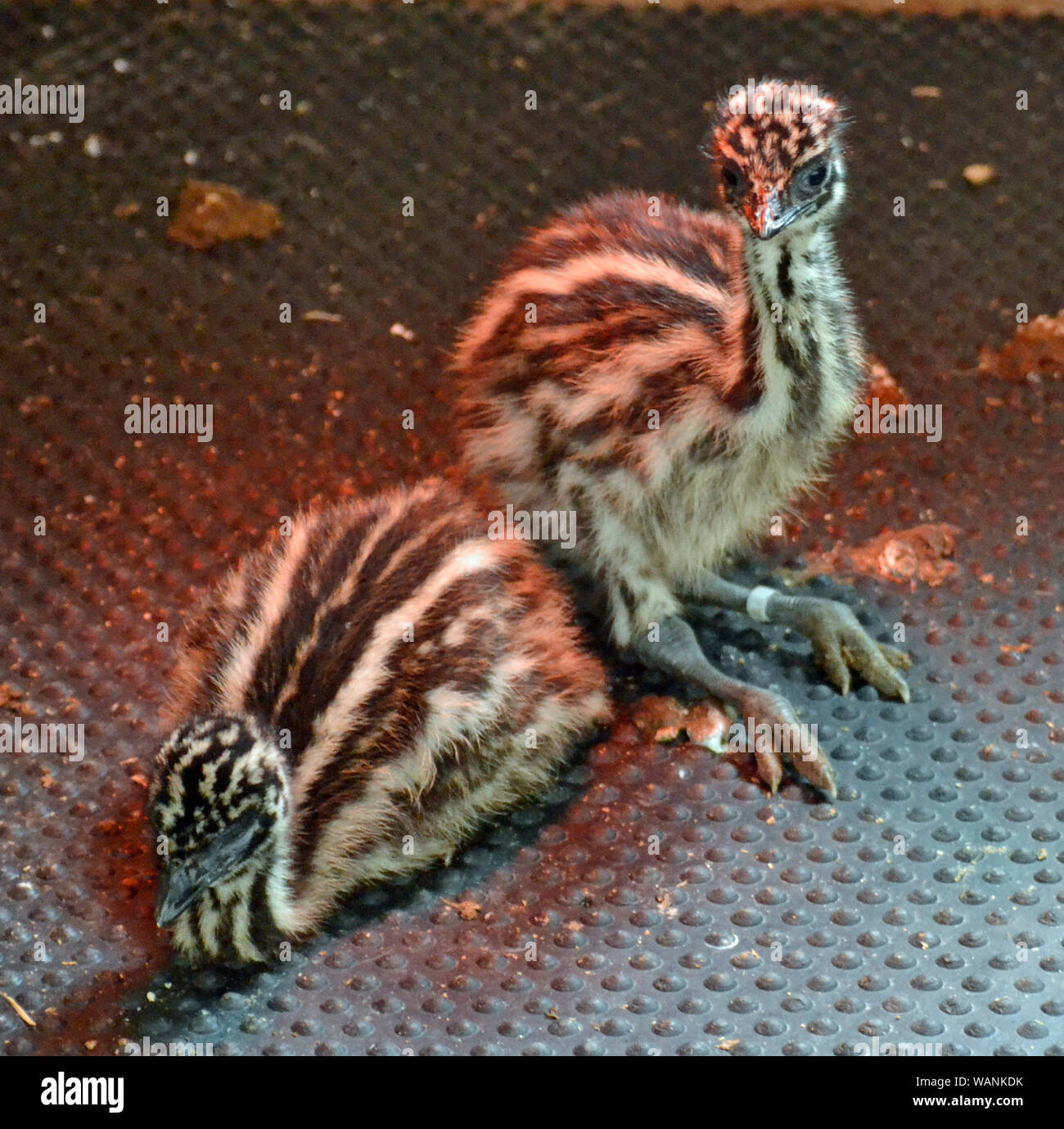 Emu chicks hi-res stock photography and images - Alamy
