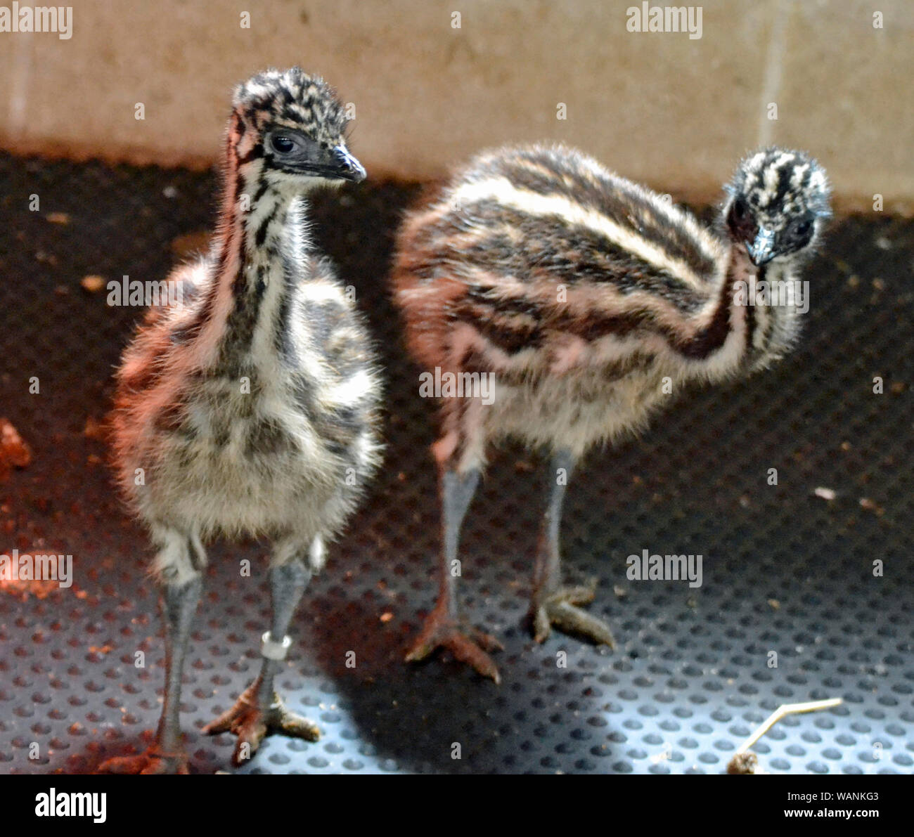 Emu chicks born at Cotswold Wildlife Park, Burford, Oxfordshire, UK, in ...