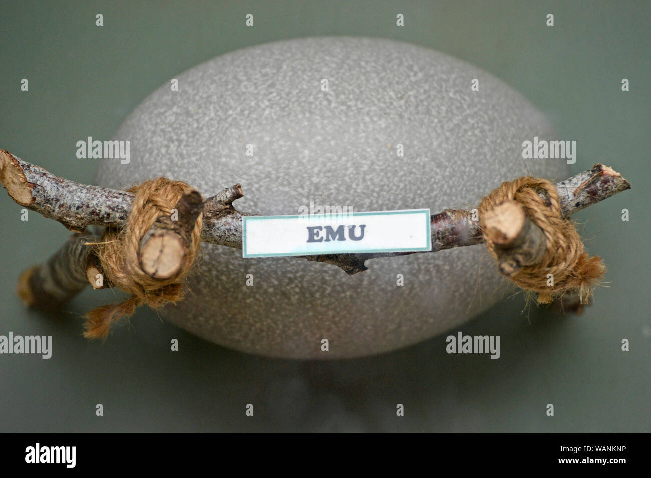 Emu egg on display at Cotswold Wildlife Park, Burford, Oxfordshire, UK ...
