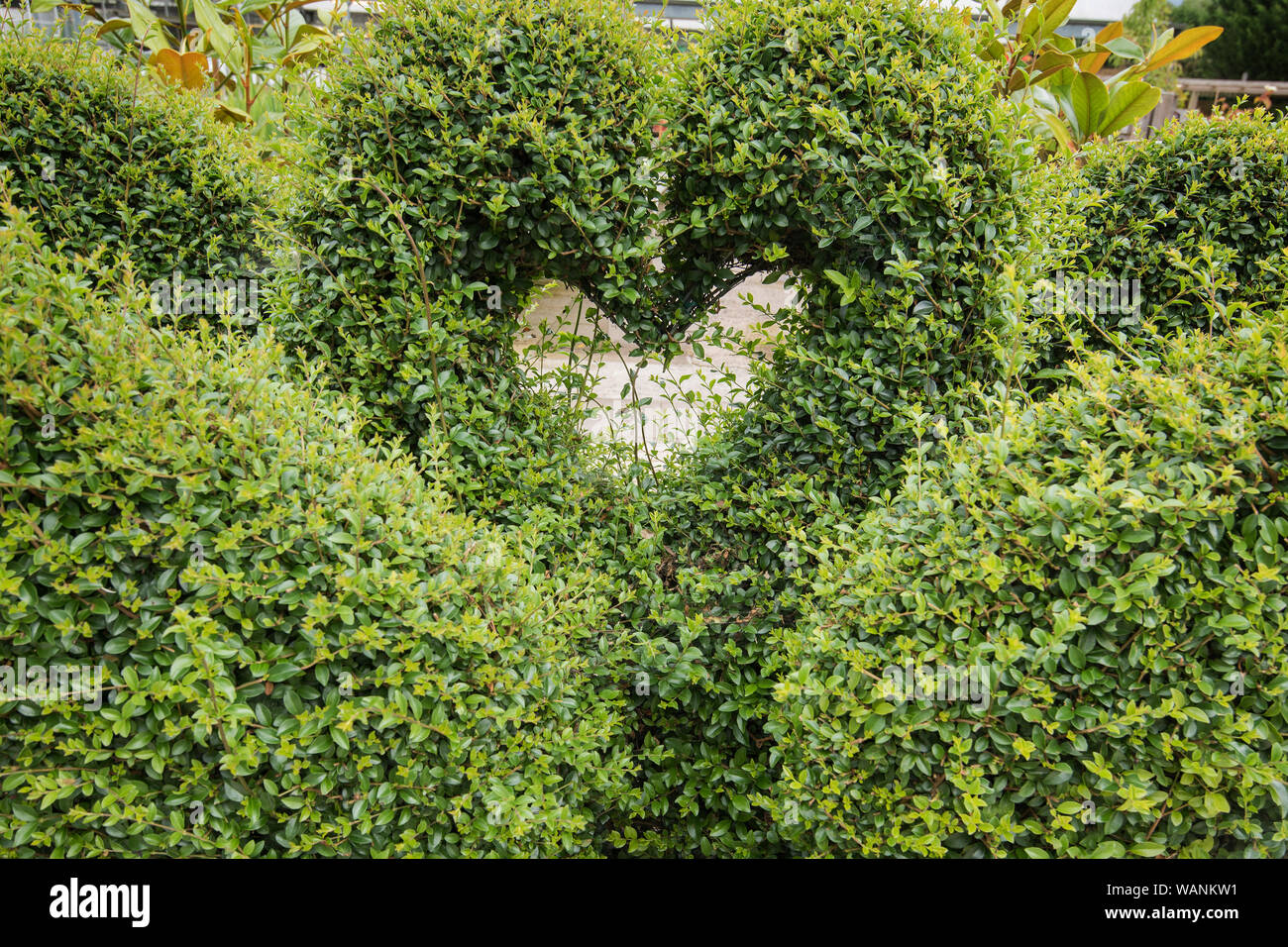 Buxus Topiary High Resolution Stock Photography and Images - Alamy