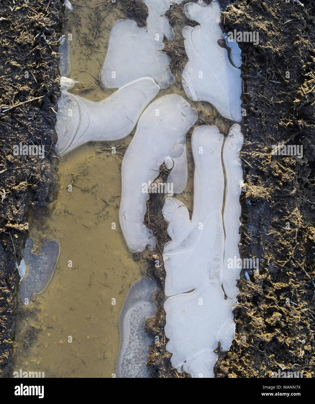 Frozen muddy puddle hi-res stock photography and images - Alamy