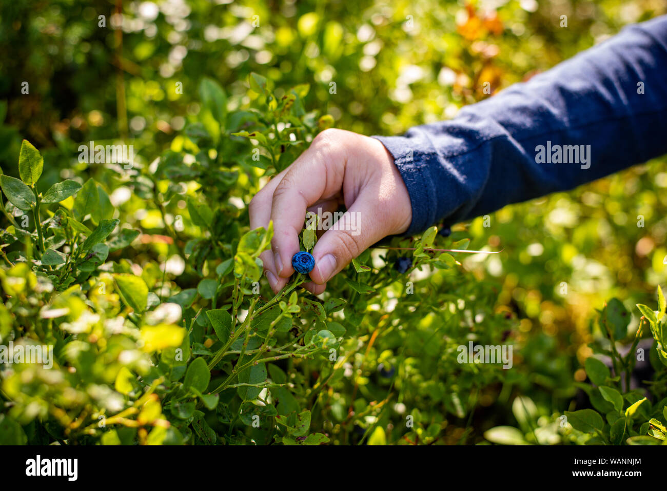 Young hand picking ripe blueberries close up Stock Photo - Alamy