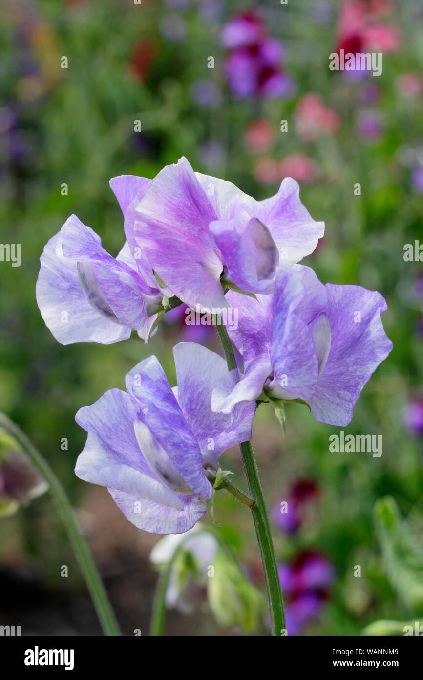 Lathyrus odoratus 'Susan Thomas' a blue flaked sweet pea climbing in a ...