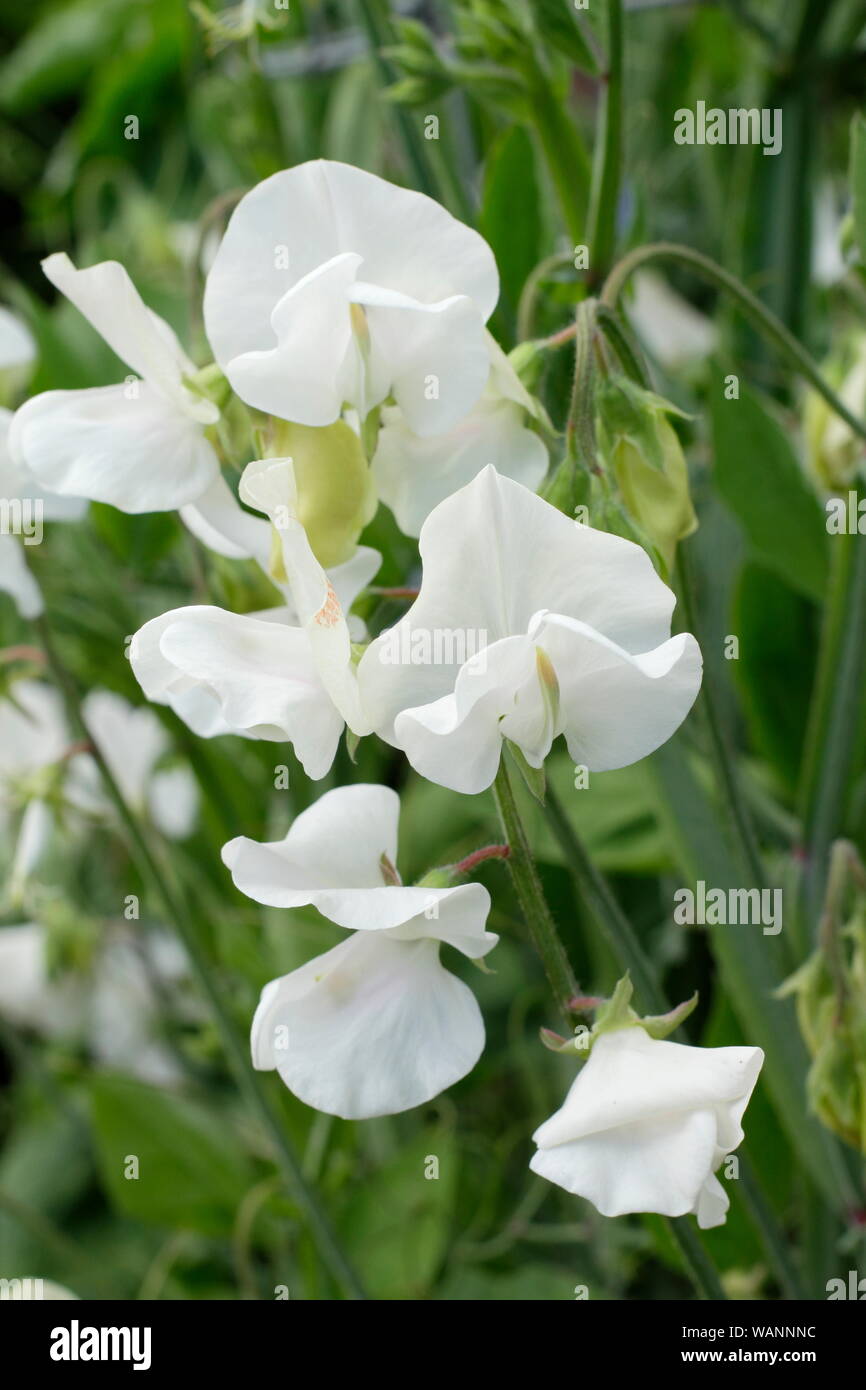 Lathyrus odoratus 'Tracey Ann' sweet pea , a white annual climber in a ...