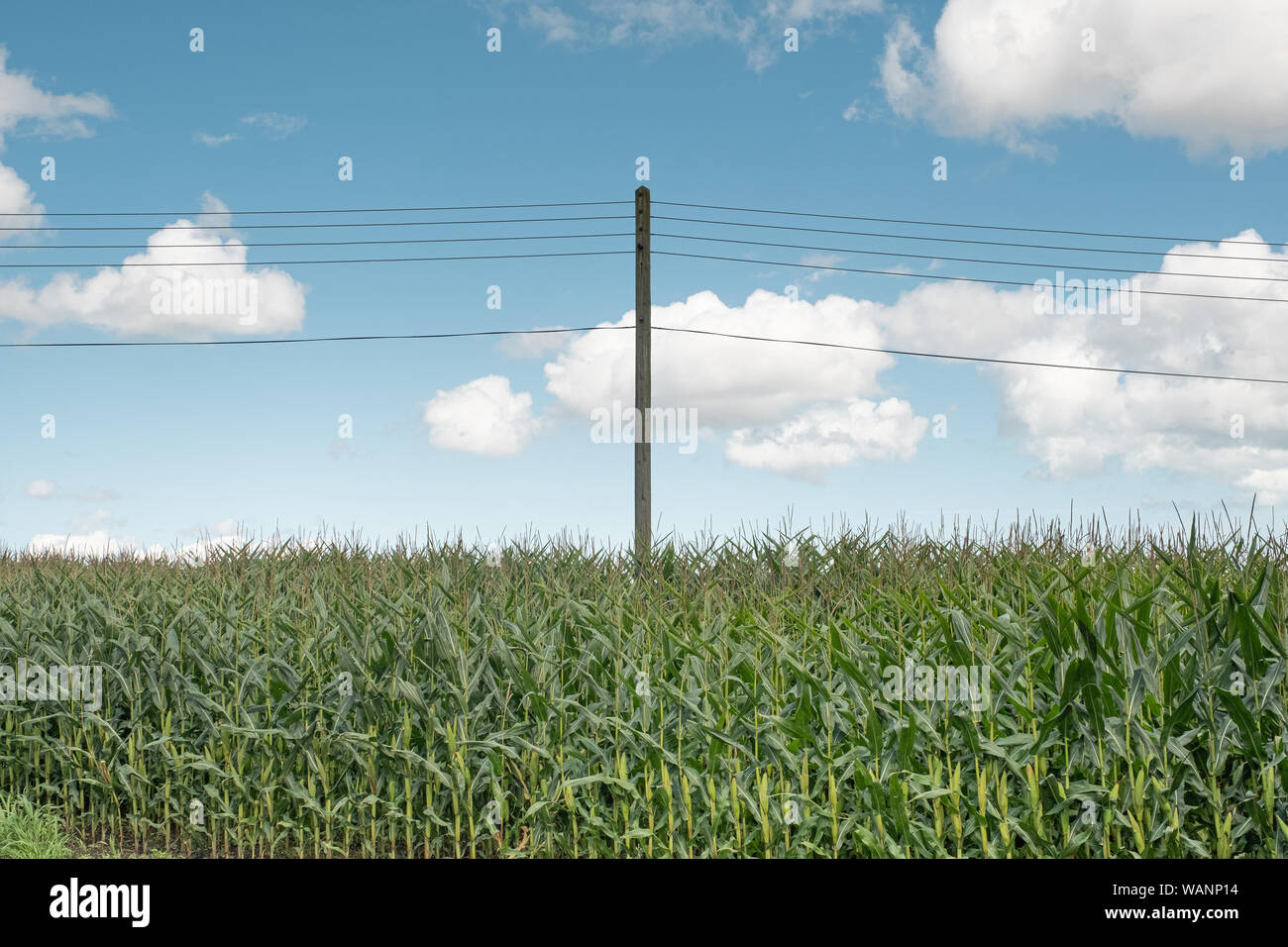 White sweetcorn hi-res stock photography and images - Alamy