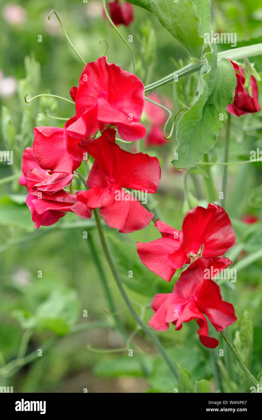 Lathyrus odoratus 'Henry Thomas', sweet peas, an annual climber in a ...