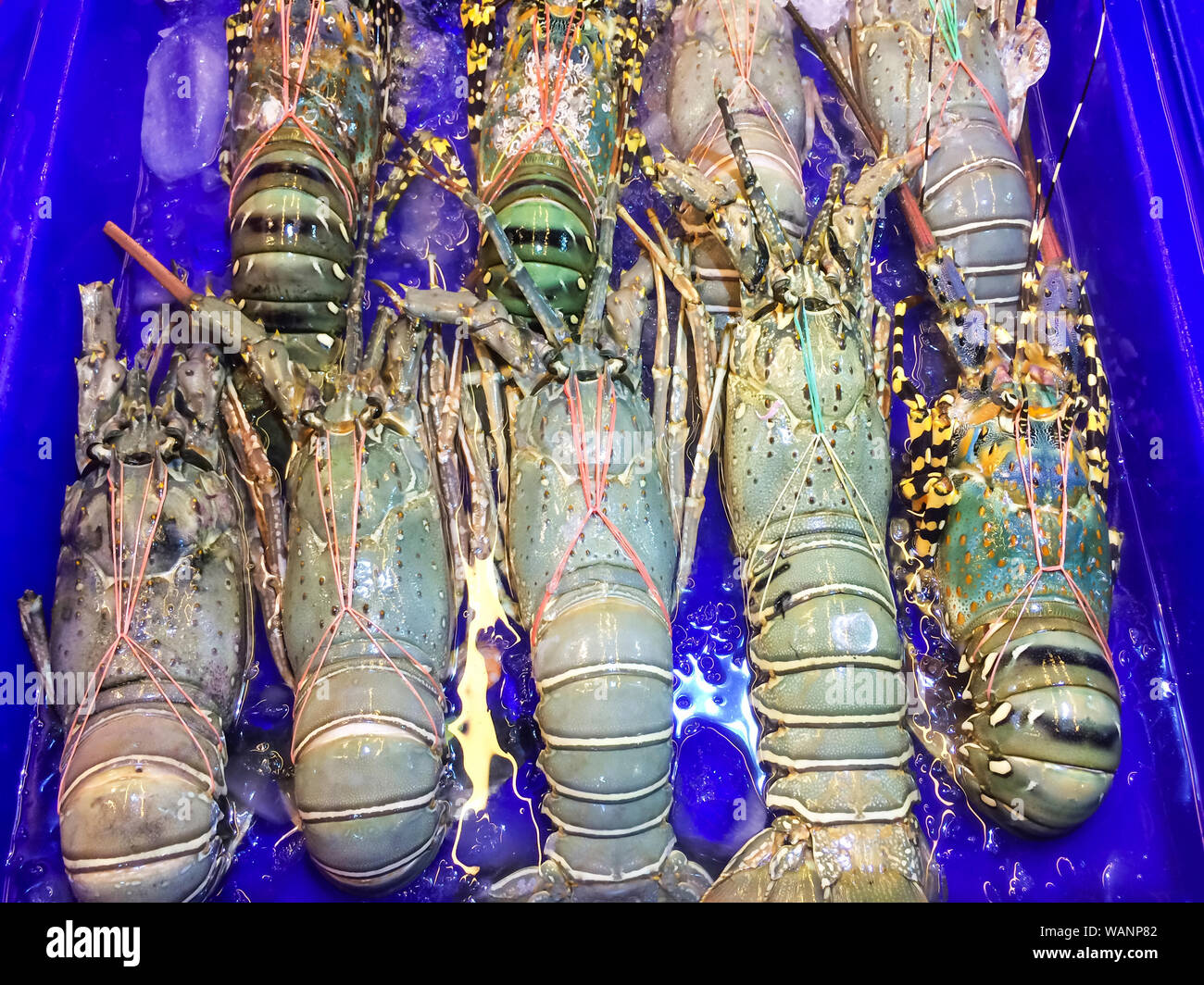Lobster large size on a tray and container blue with water in market ...