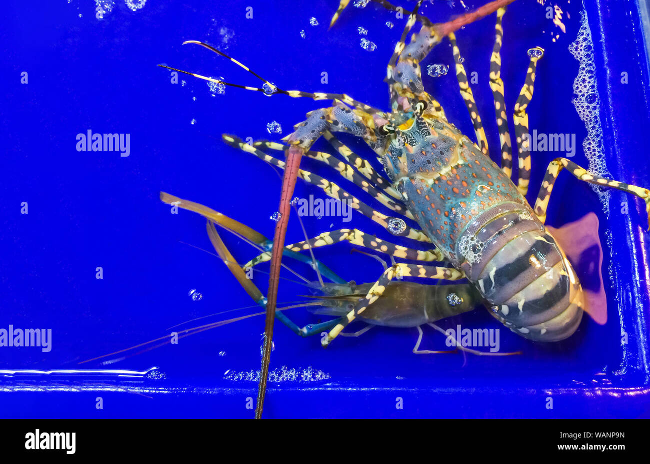 Lobster large size on a tray and container blue with water in market ...