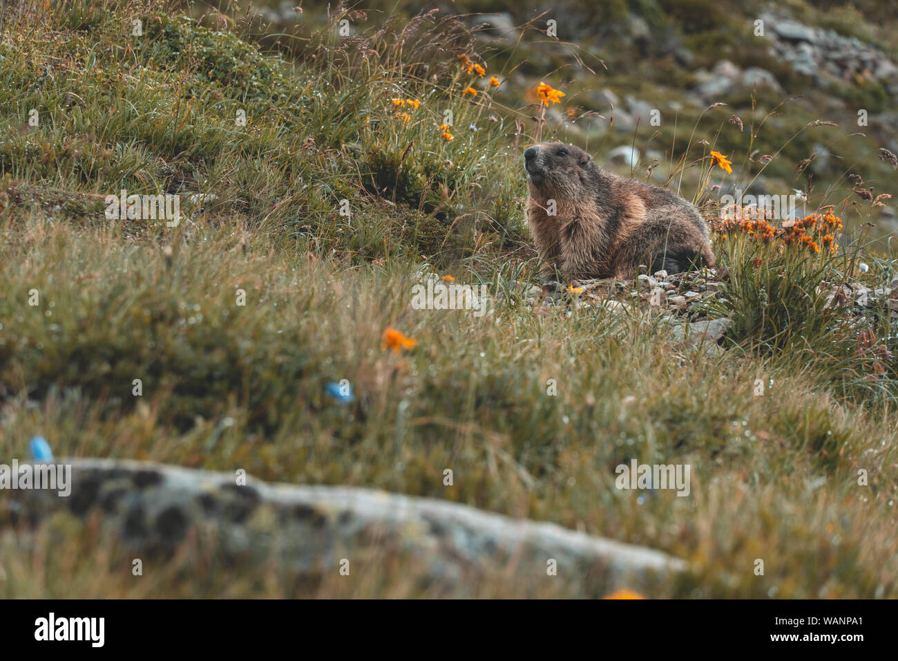 Marmot mountain hi-res stock photography and images - Alamy