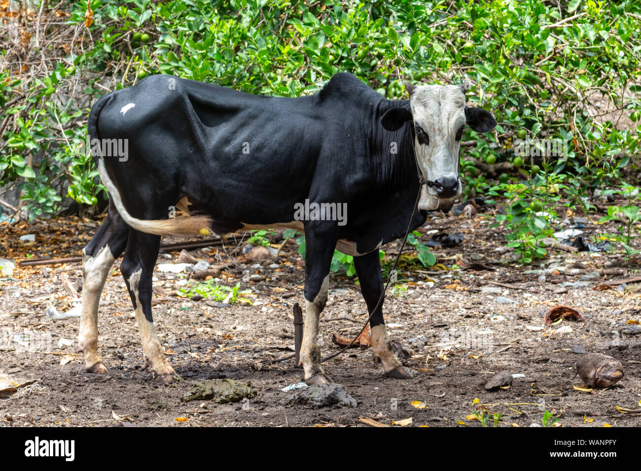 Lean cow in a Village at Lokobe nature strict reserve in Madagascar ...