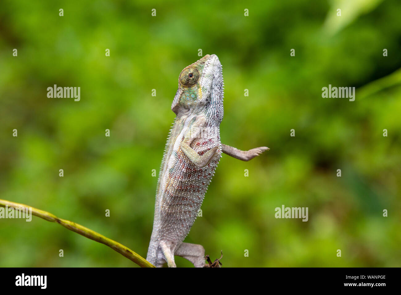 close-up of upright standing Panther chameleon (Furcifer pardalis) in ...