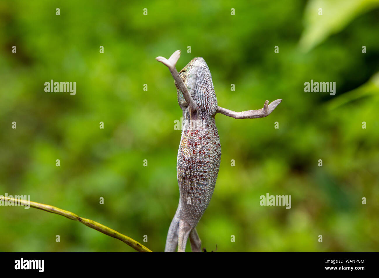 close-up of upright standing Panther chameleon (Furcifer pardalis) in ...