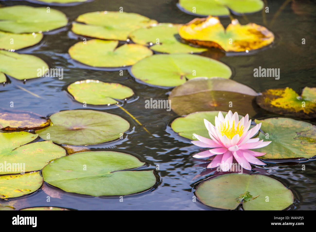 Water lilies, aquatic plants, Botanical Garden, São Paulo, Brazil Stock ...