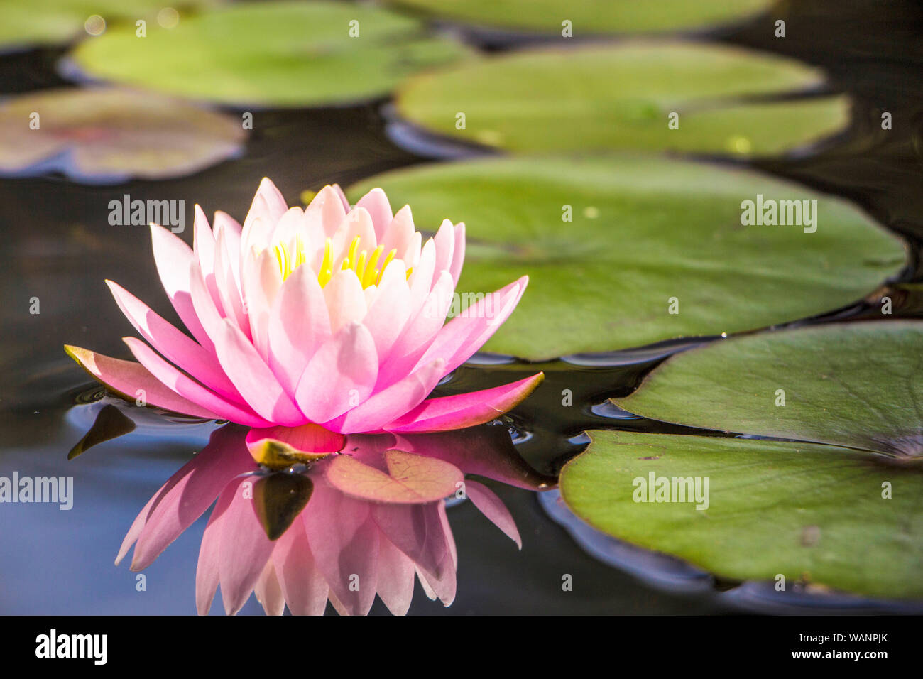 Water lilies, aquatic plants, Botanical Garden, São Paulo, Brazil Stock ...