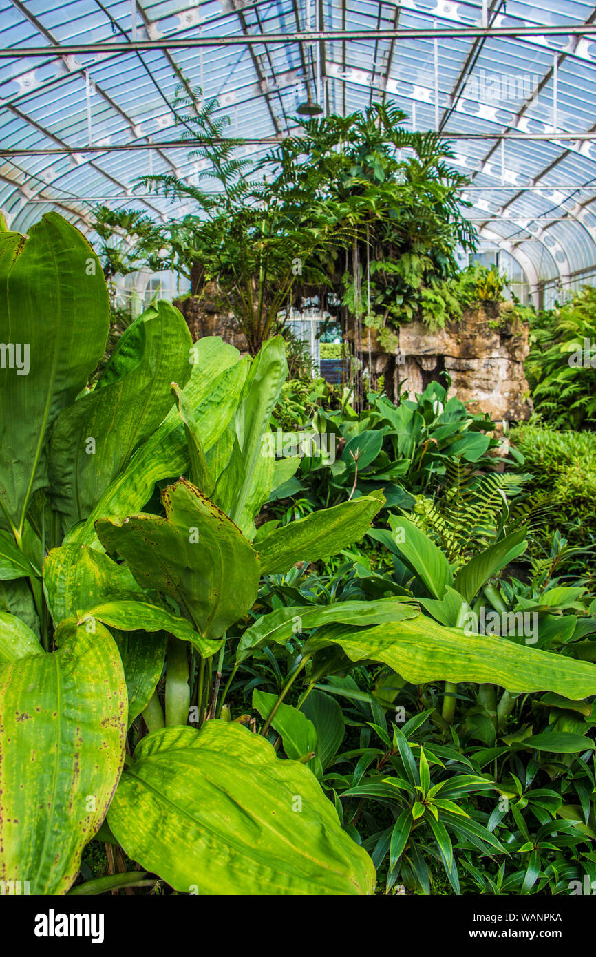 Botanical Garden, São Paulo, Brazil Stock Photo - Alamy