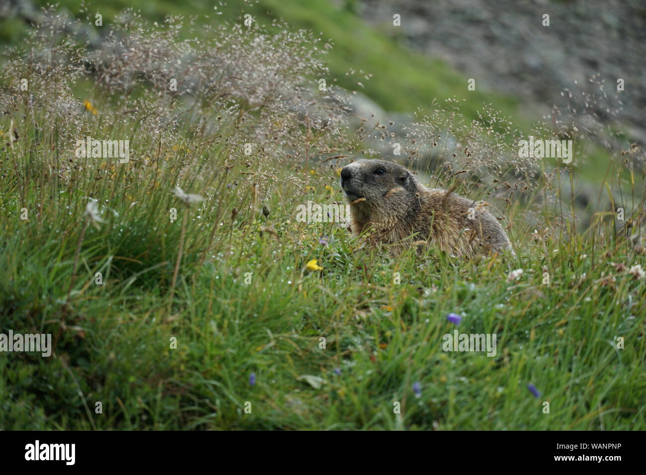 Marmot mountain hi-res stock photography and images - Alamy