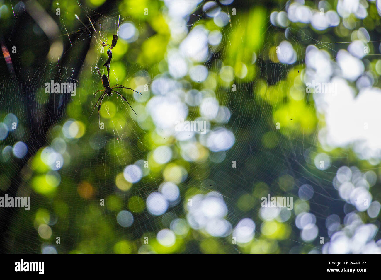 Spider Web, Botanical Garden, São Paulo, Brazil Stock Photo - Alamy