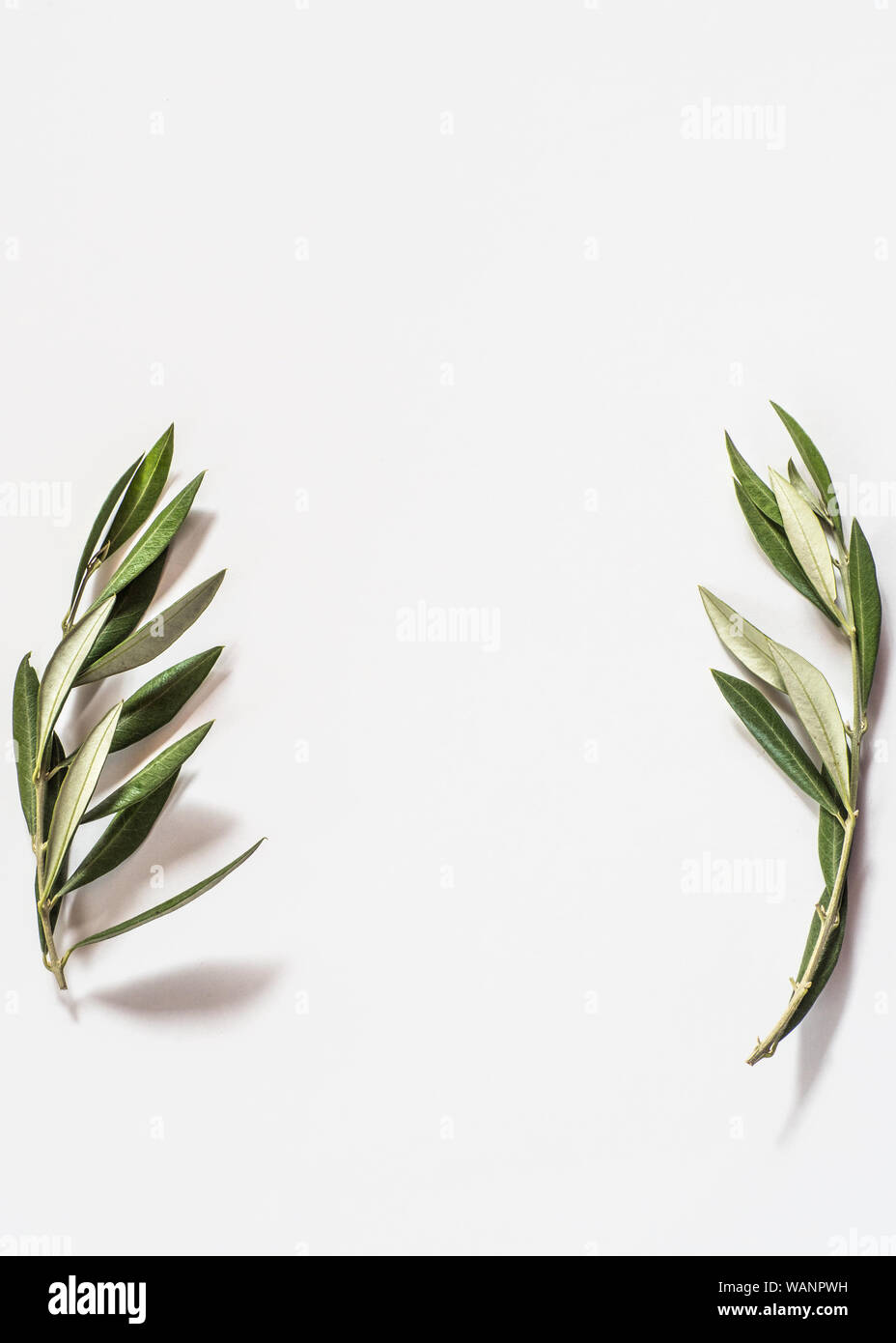 Two twig of olive tree on white background with copy space Stock Photo ...