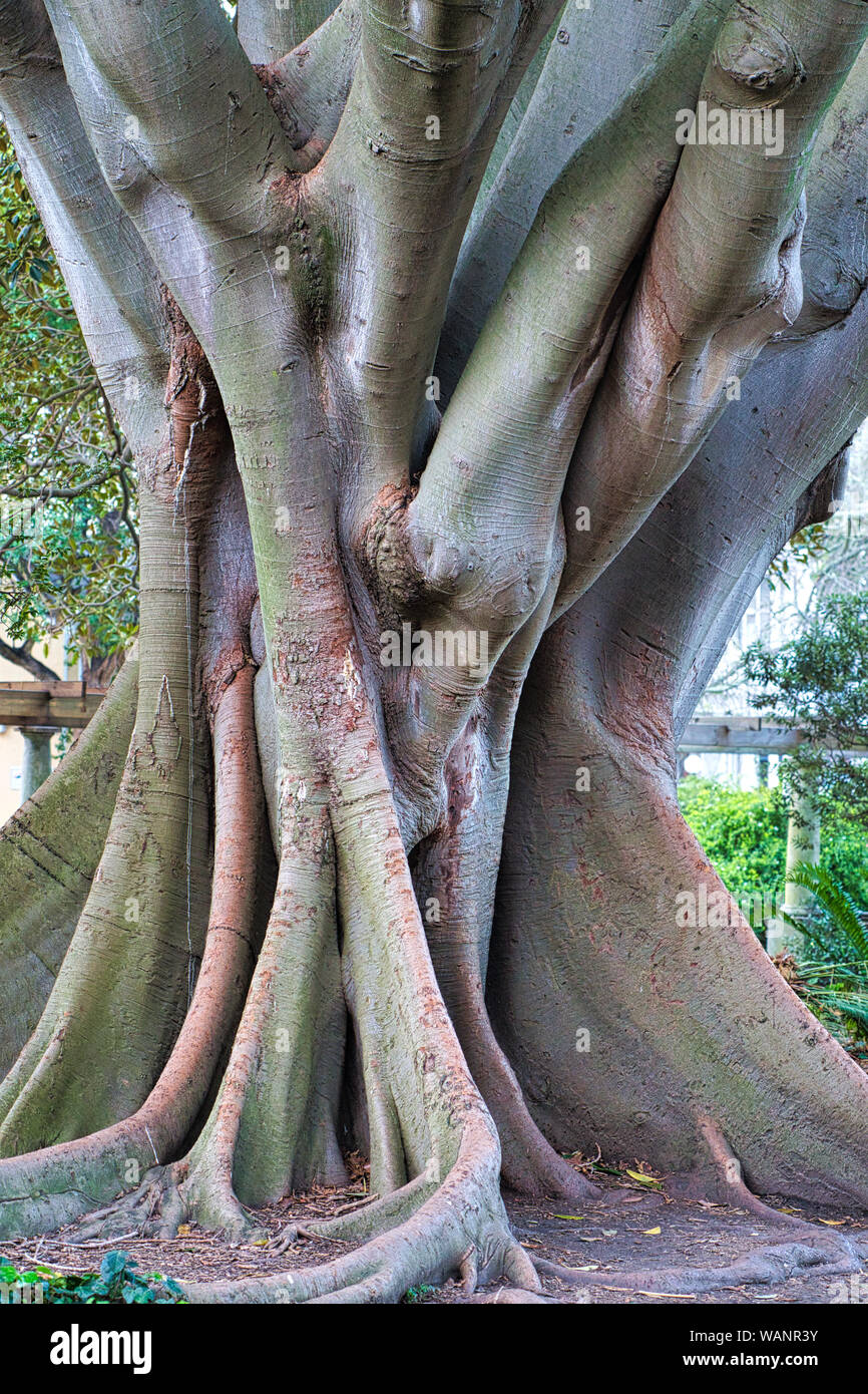 Most interesting tree in Cape Town, South Africa Stock Photo - Alamy