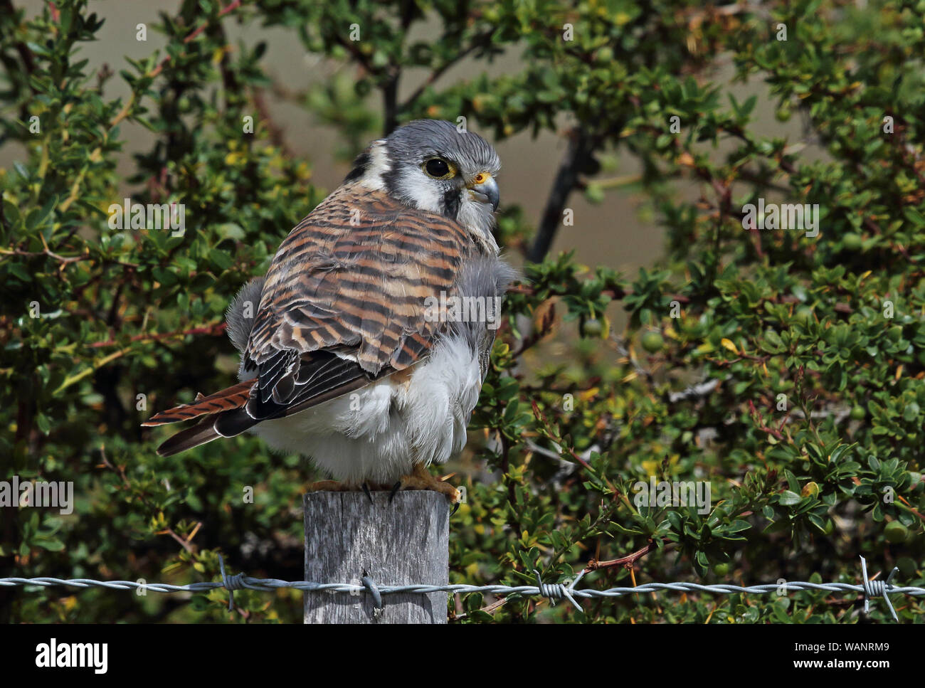 Falcons of south america hi-res stock photography and images - Alamy