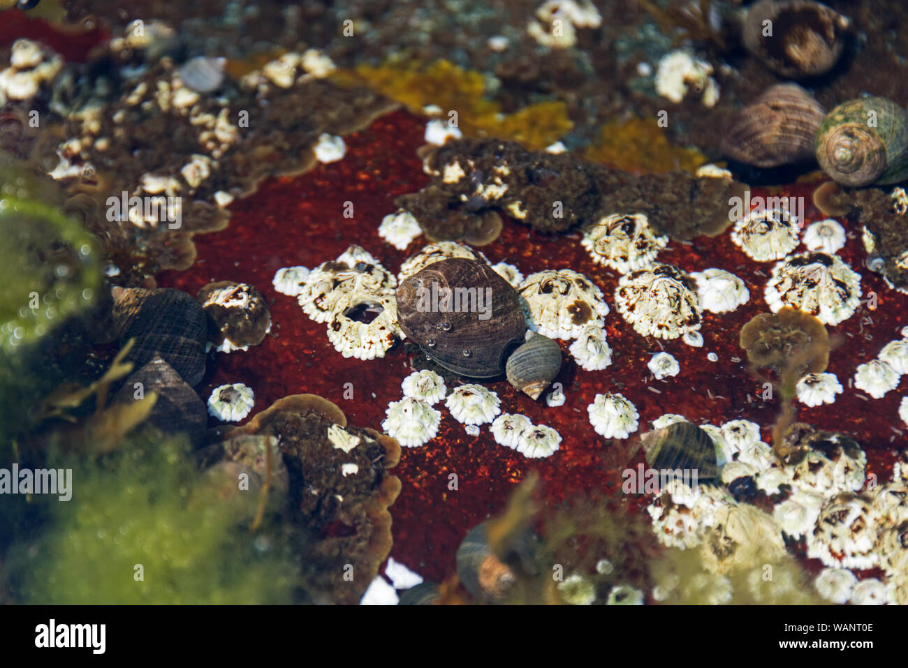 Crustose algae hi-res stock photography and images - Alamy