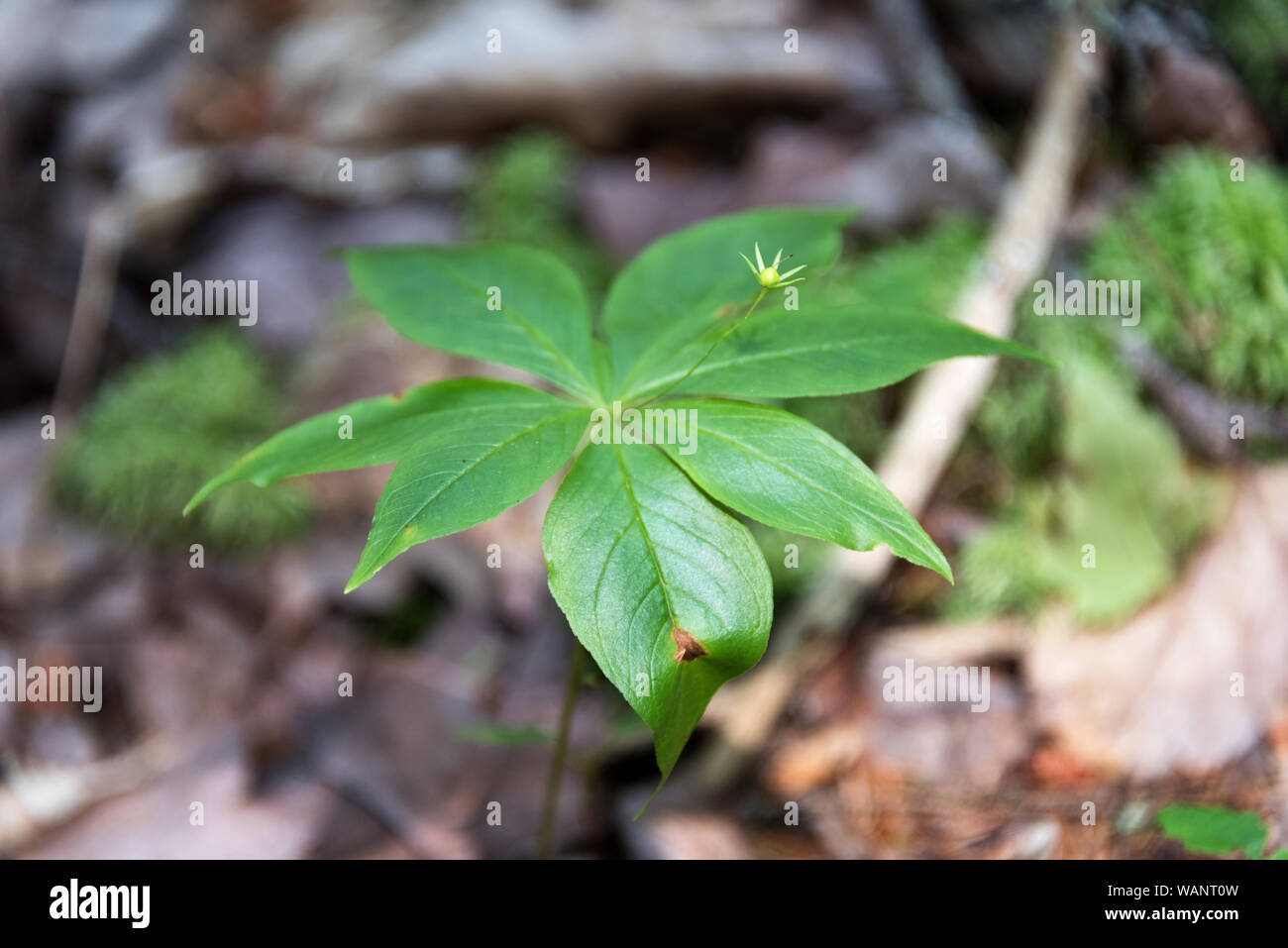 Leaves and seed capsule of Starflower (Trientalis borealis), Isle au ...