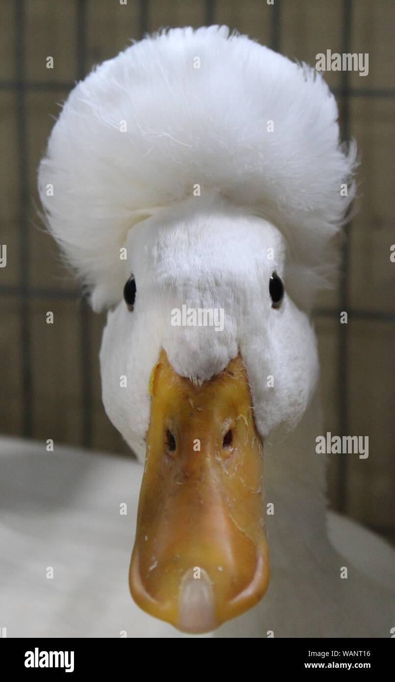 Quack duck hi-res stock photography and images - Alamy