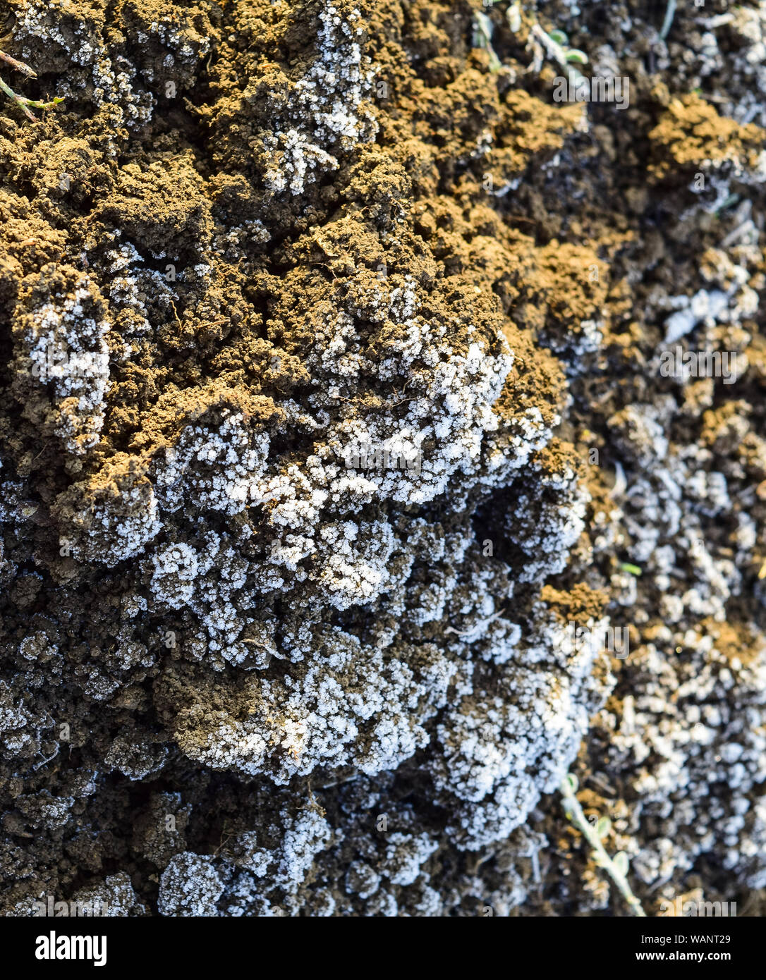 The soil and snow. Frozen ground. Background of the soil and snow Stock ...