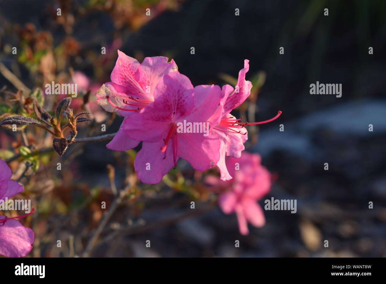 Beautiful pink flowers Stock Photo - Alamy