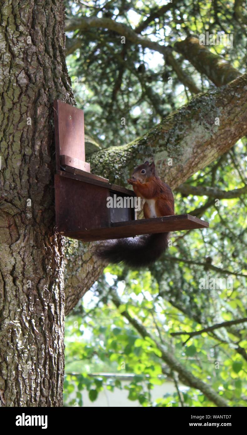 Hibernating squirrel hi-res stock photography and images - Alamy