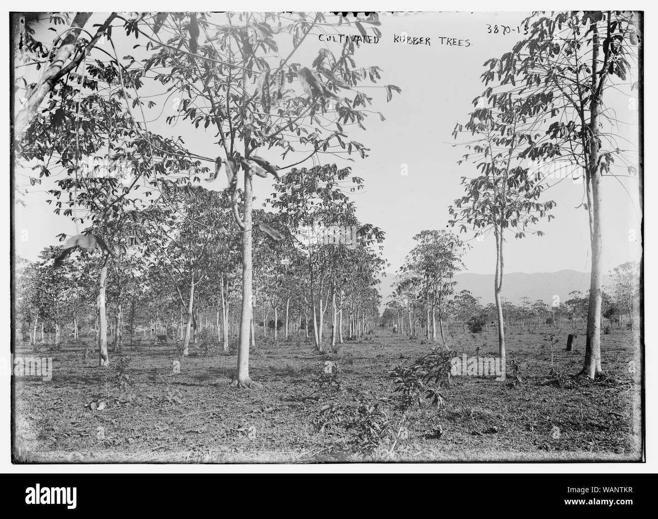Cultivated Rubber Trees Stock Photo - Alamy
