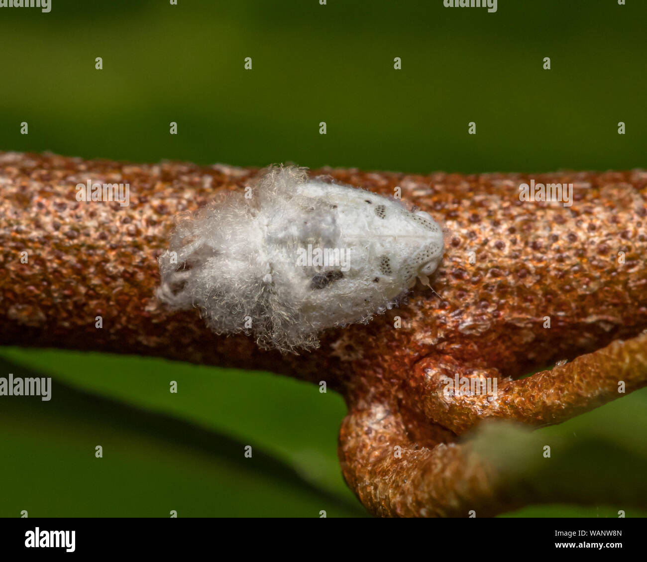 Planthopper hi-res stock photography and images - Alamy