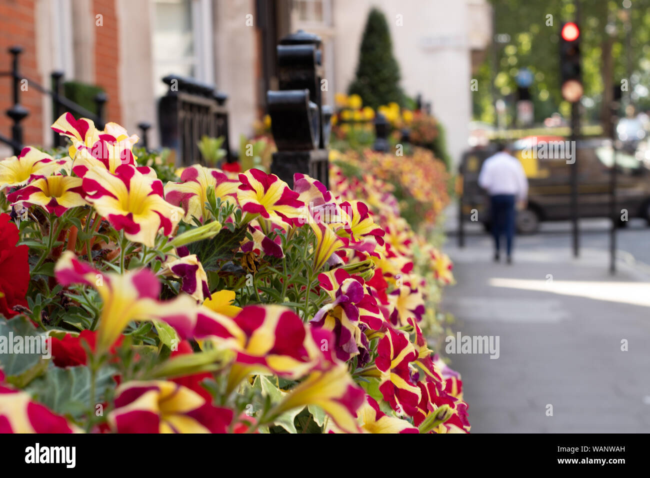 Flowers on the fence on the street Stock Photo - Alamy