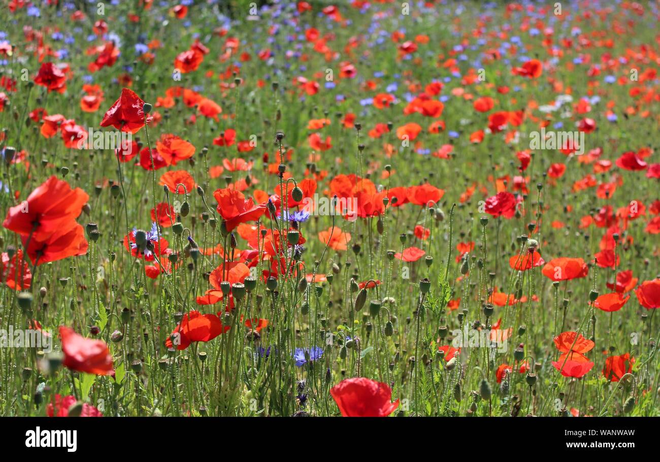 Poppys world war hi-res stock photography and images - Alamy