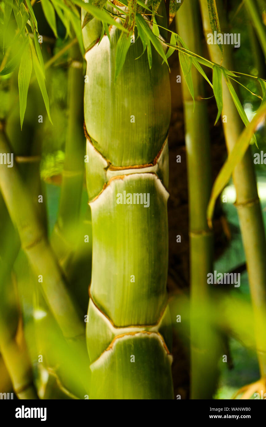 Phyllostachys pubescens hi-res stock photography and images - Alamy