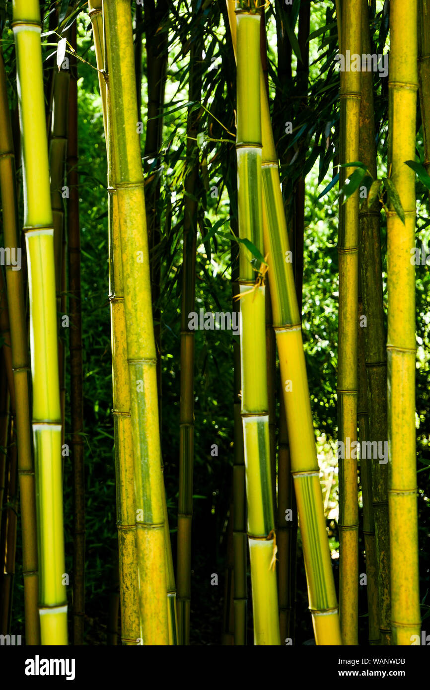 Two tones bamboos hi-res stock photography and images - Alamy