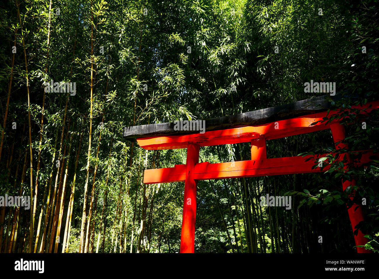 Red Torii and bamboo forest, La Bambouseraie - Bamboo park, Prafrance ...