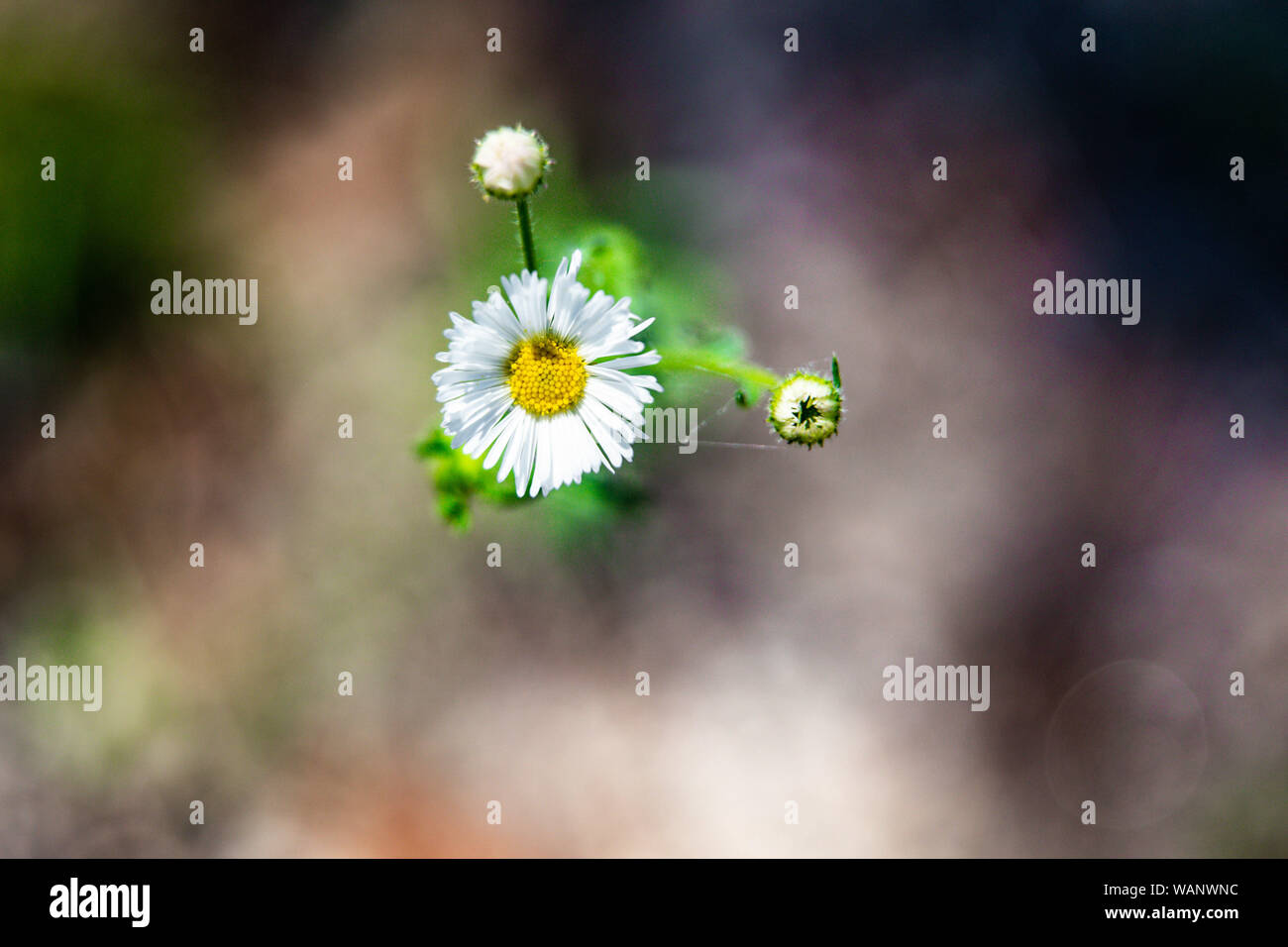 detail of plant with flower in the. Sierra los Locos, Sonora, Mexico ...