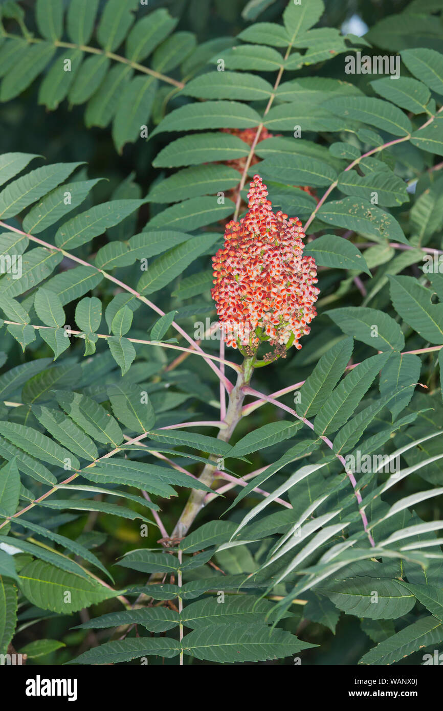 Smooth Sumac Rhus Glabra High Resolution Stock Photography and Images ...