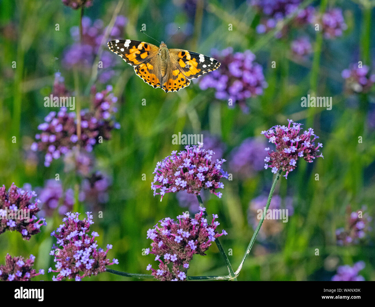 Painted Lady Butterfly Cynthia cardui feeding on verbena flowers flight ...