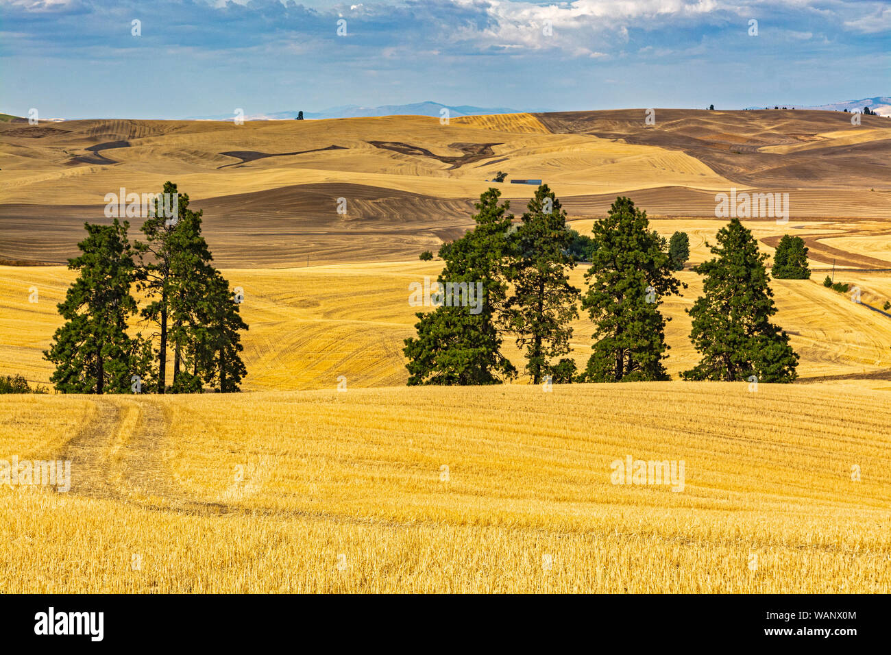 Palouse wheat fields hi-res stock photography and images - Alamy
