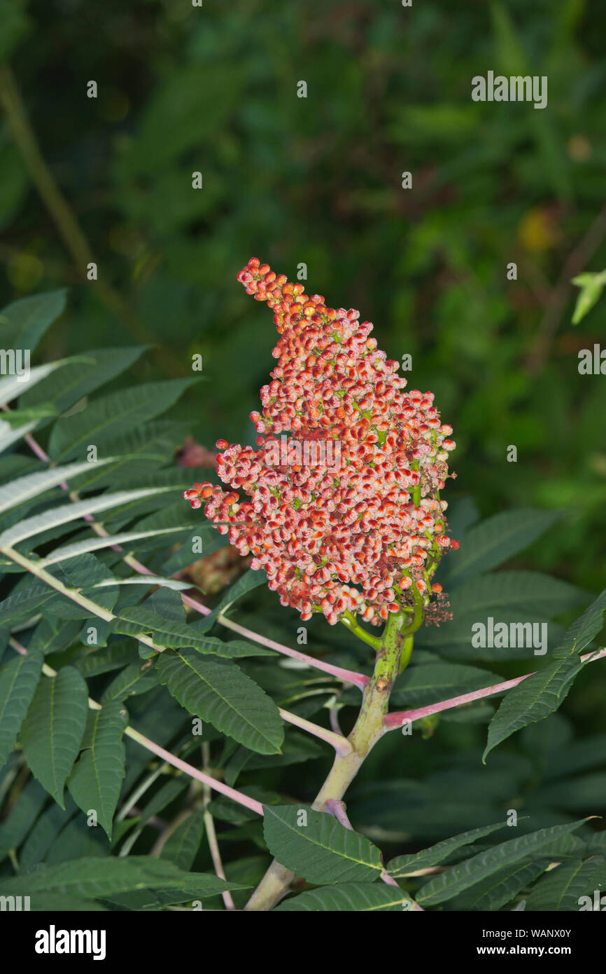 Smooth Sumac Rhus Glabra High Resolution Stock Photography and Images ...