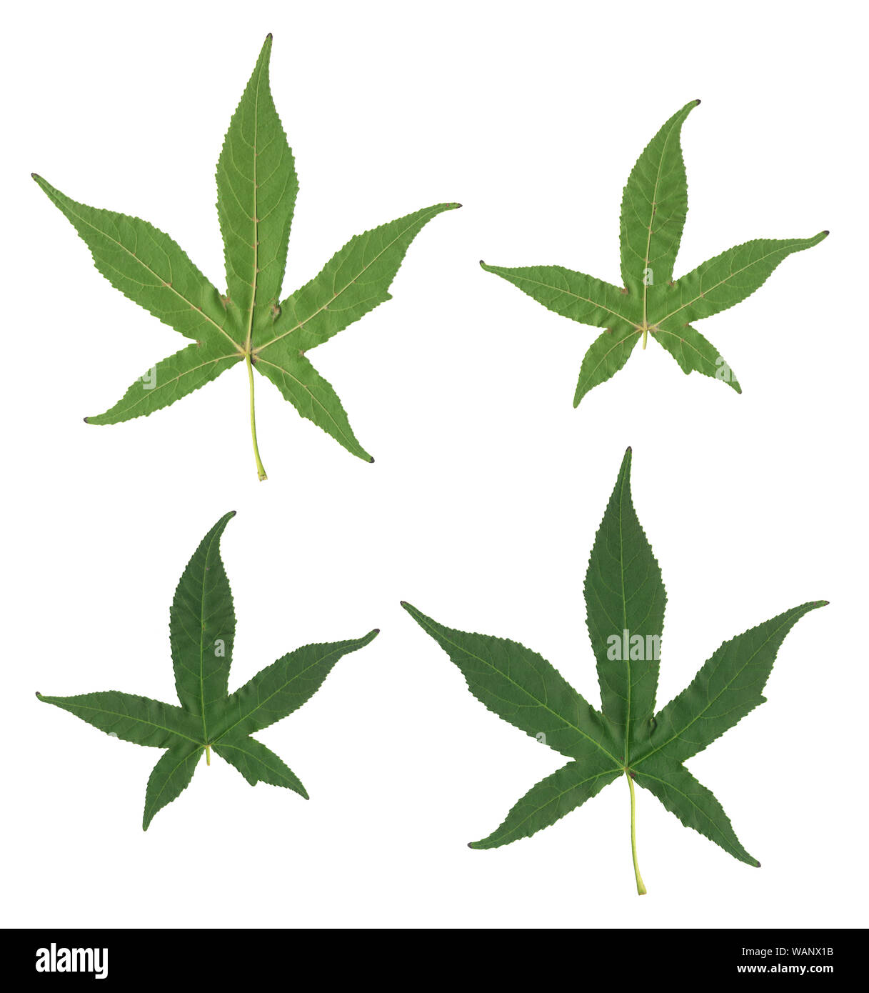 Green Japanese Maple White Background