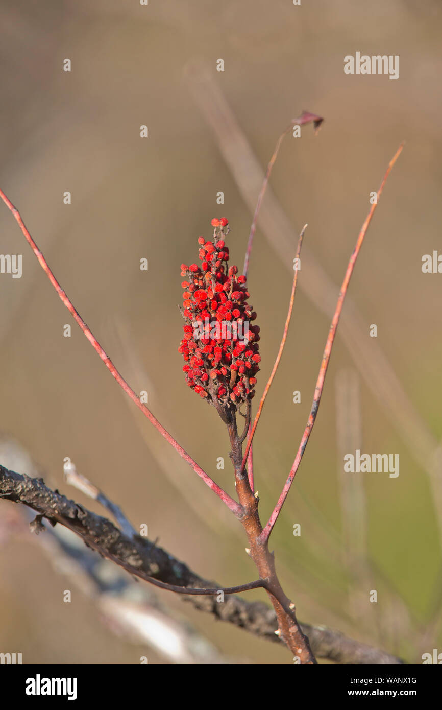 Smooth Sumac Rhus Glabra High Resolution Stock Photography and Images ...