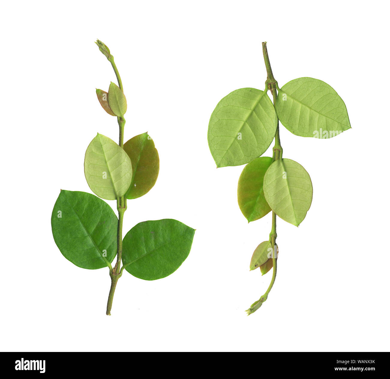 Floral laurel in art Cut Out Stock Images & Pictures - Alamy