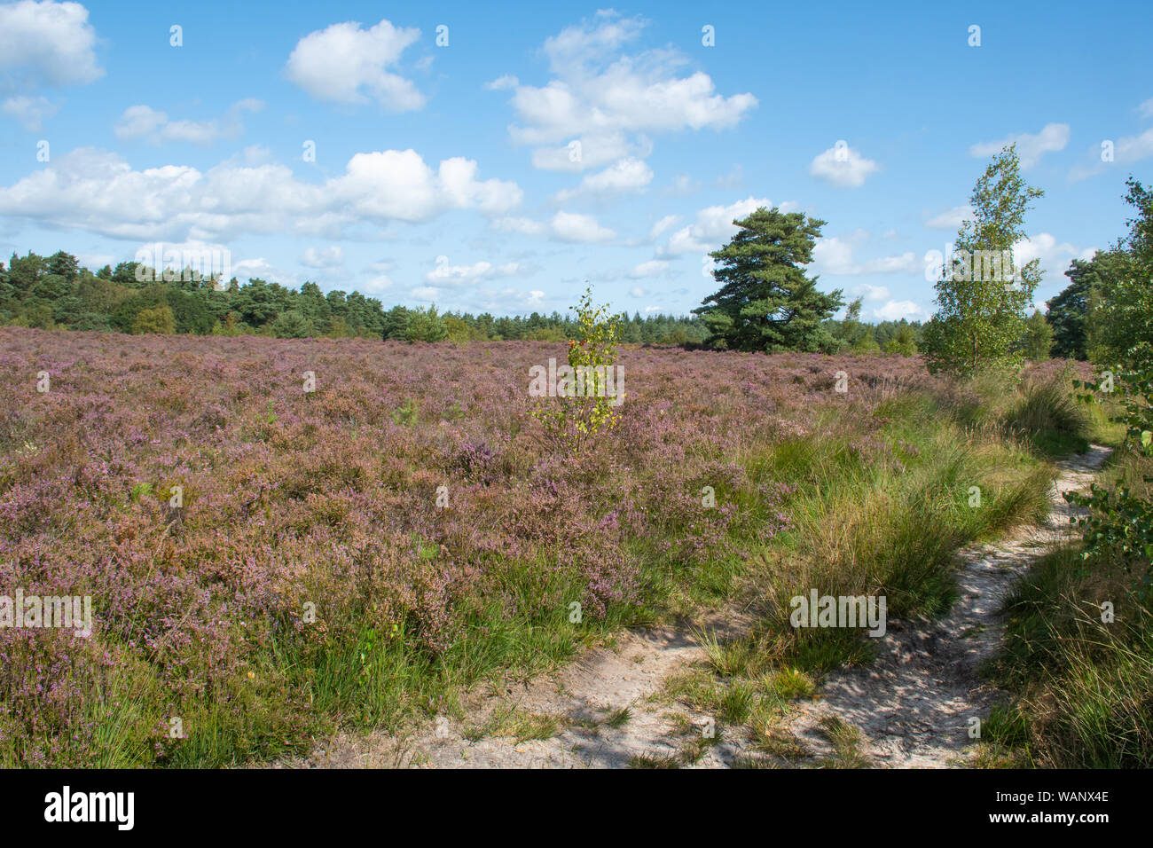 Summer heathland landscape at Lavington Common, West Sussex, UK, with ...