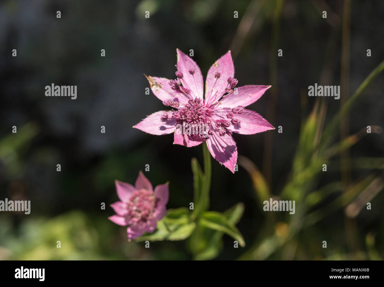 Flowering Largest Masterwort (Astrantia maxima Stock Photo - Alamy